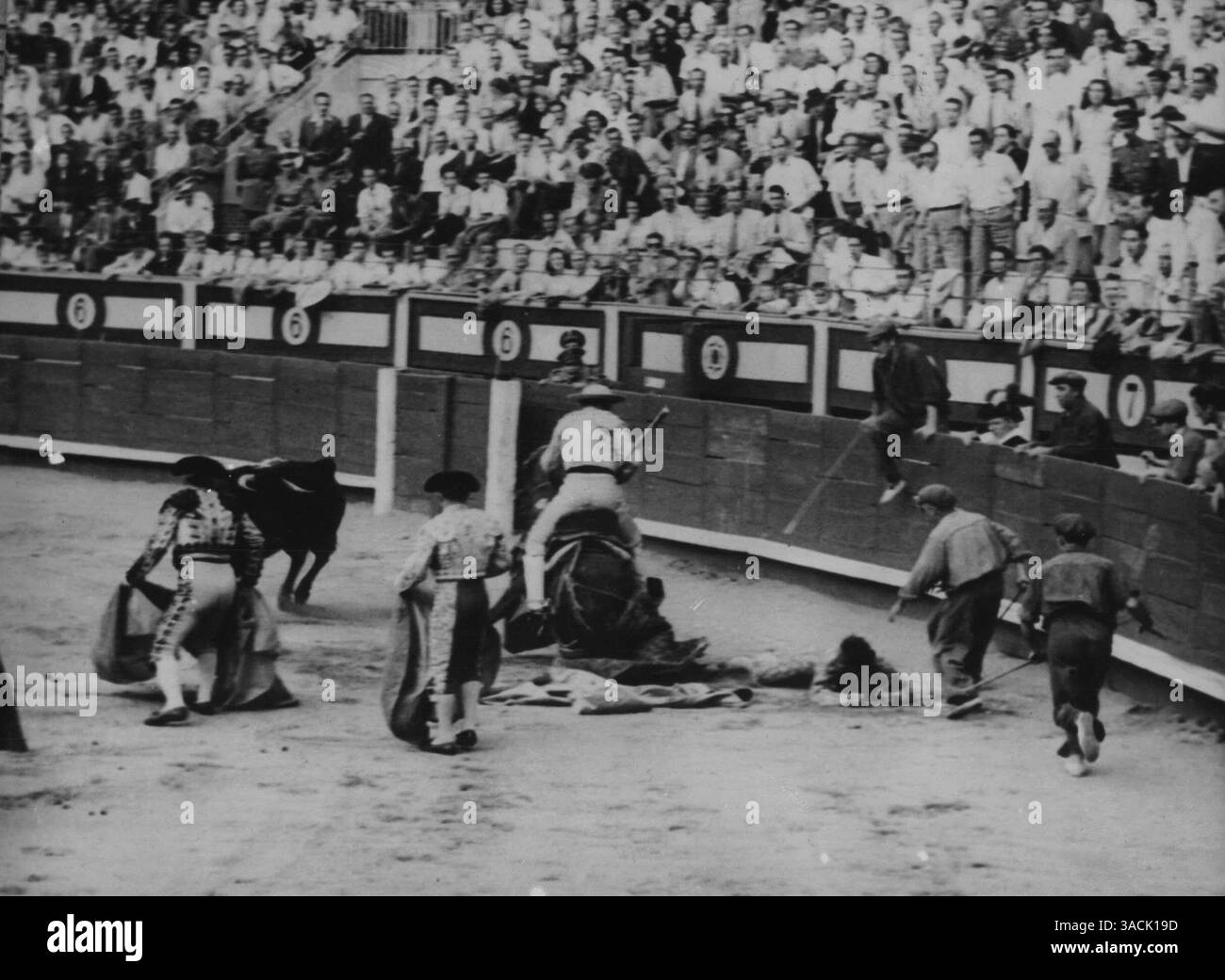 Hitchcock Tossed in Bullfight Debut: Hitchcock lies on the ground after ...