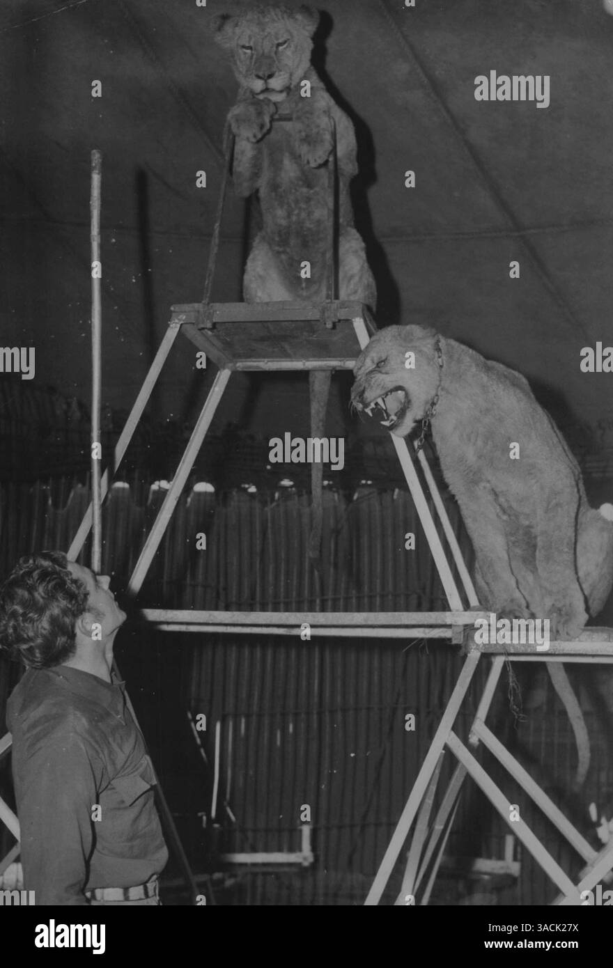 Youngest Lion Tamer at work Facing a Ferocious animal is all in a day's ...