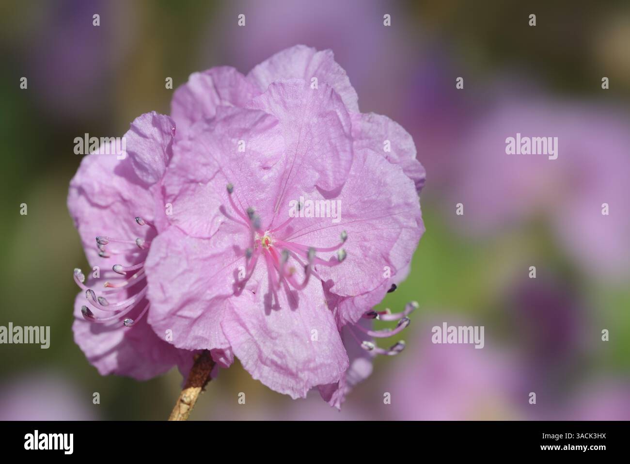 Azalea (Rhododendron spec.) | Azalee (Rhododendron spec Stock Photo - Alamy