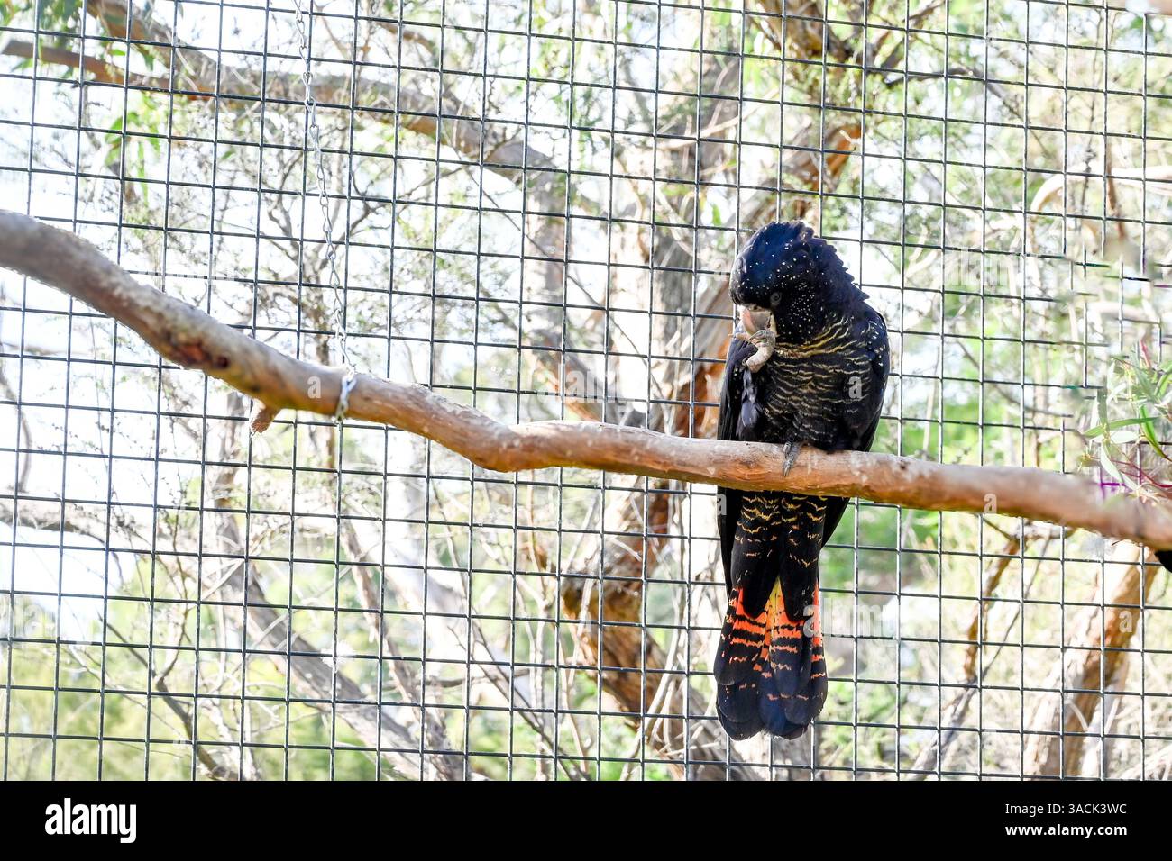 Bird park in Moonlit sanctuary, Melbourne, Australia (Red-tailed black ...