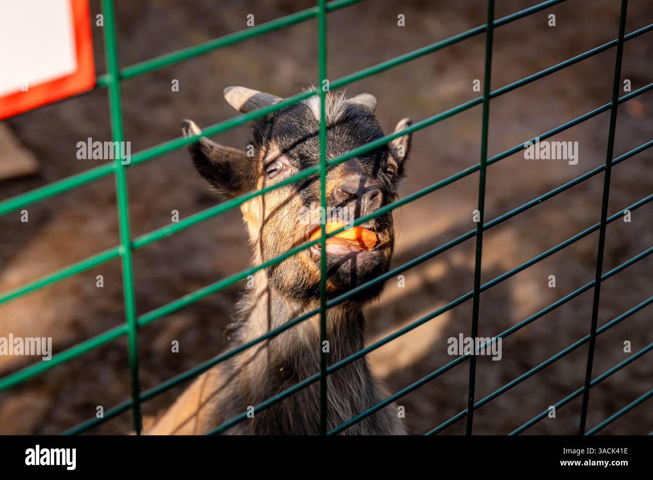 Brown and gray goat chewing food behind a metal fence in a zoo Stock ...