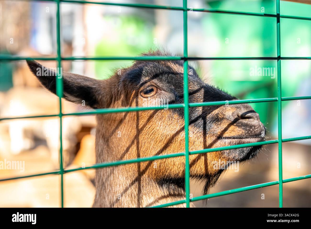 close up Brown and gray goat chewing food behind a metal fence in a zoo ...