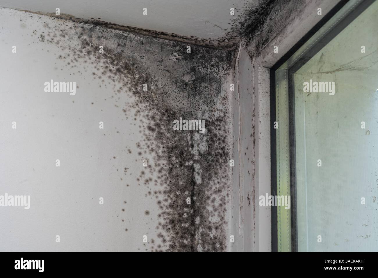 Mold in corner window hi-res stock photography and images - Alamy