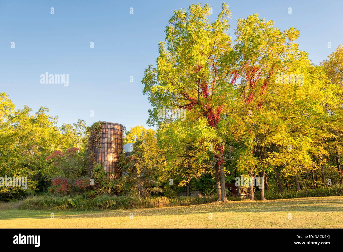 Fall Foliage. Ivy Wrapped Tree. Abandoned Vine Covered Silo, Victor ...