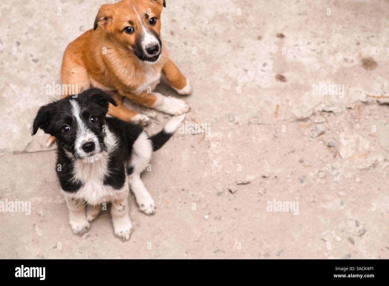 two young dogs sitting on the floor Stock Photo - Alamy