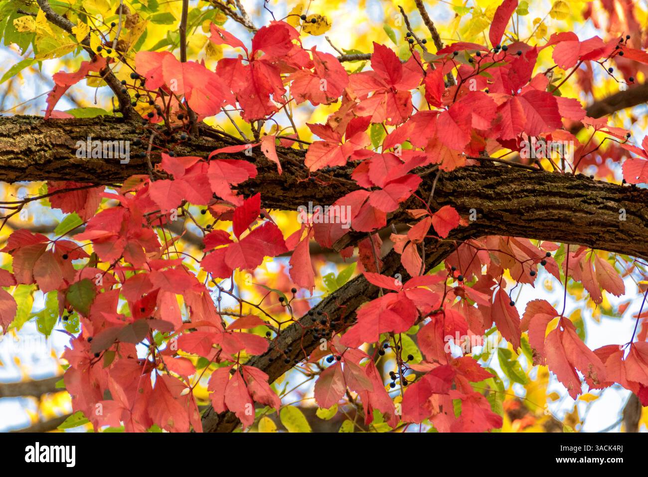 Fall Foliage. Red Ivy Wrapped Around Tree Branch. Victor, New York ...