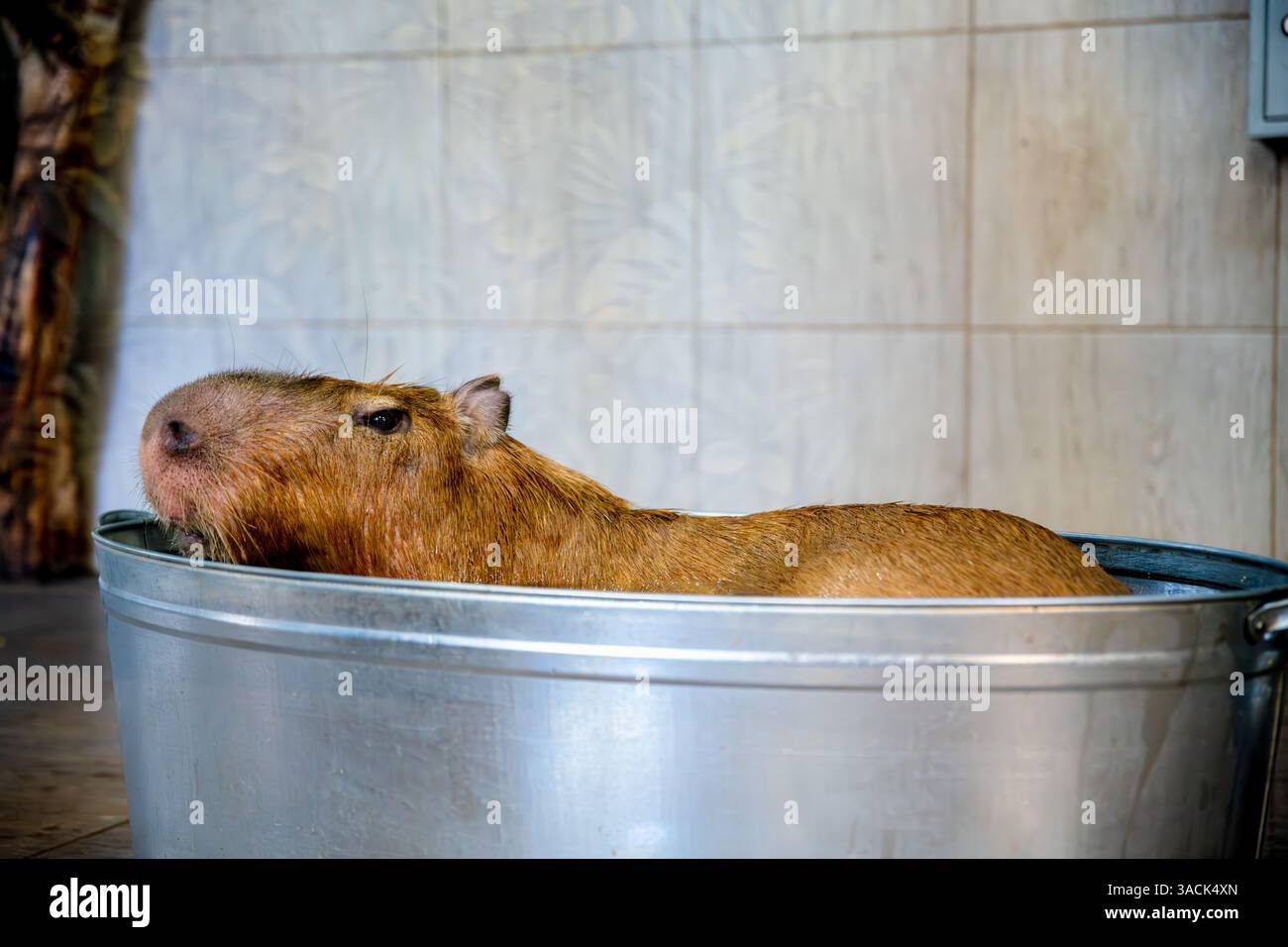 Large, brown capybara is taking a bath in a metal tub, its head and ...