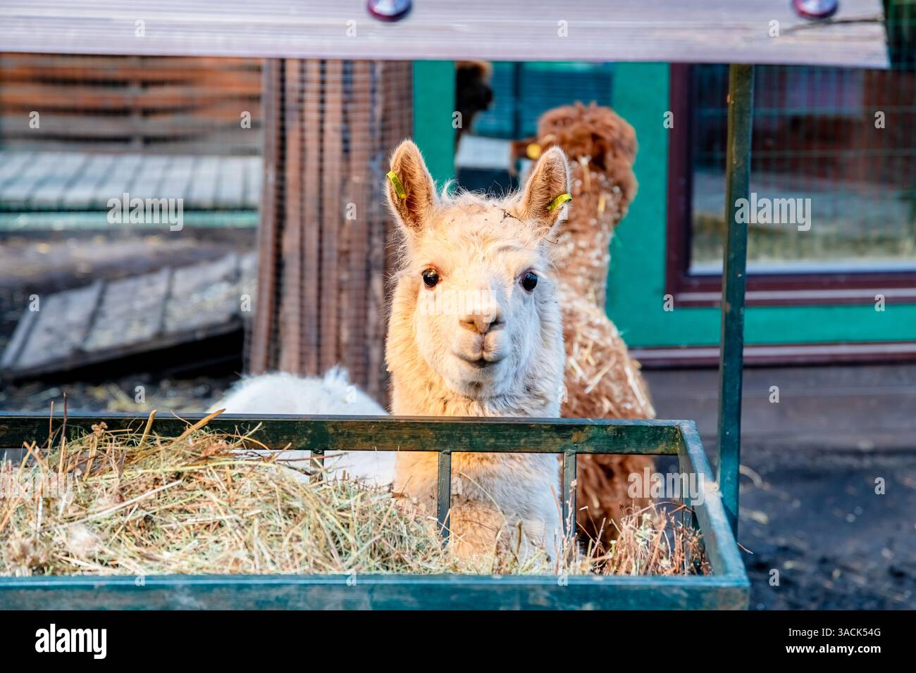 Group of alpacas eating hay from manger in barn stall, white, black and ...