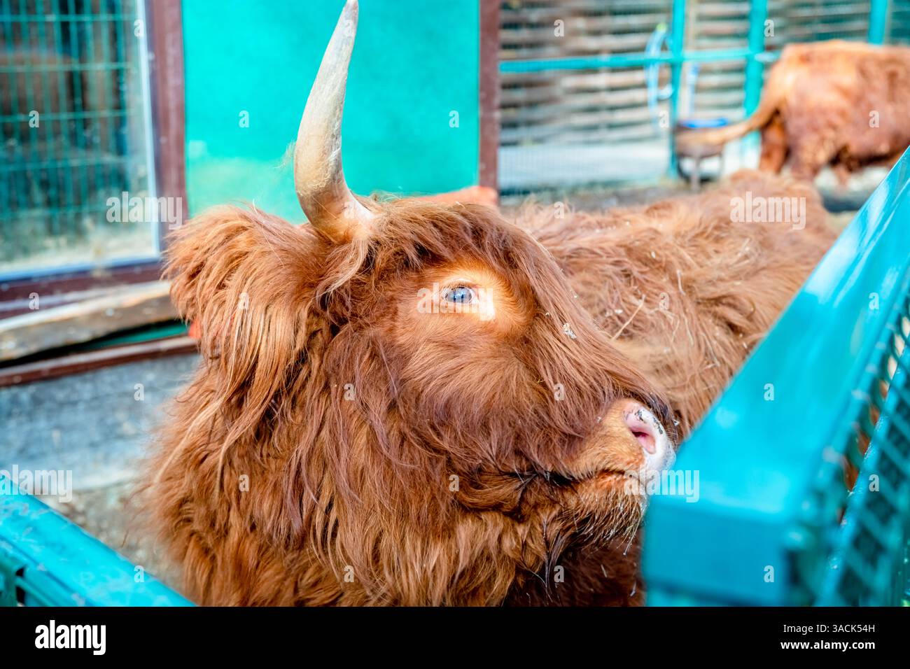 fluffy red dwarf cow in the zoo Stock Photo - Alamy