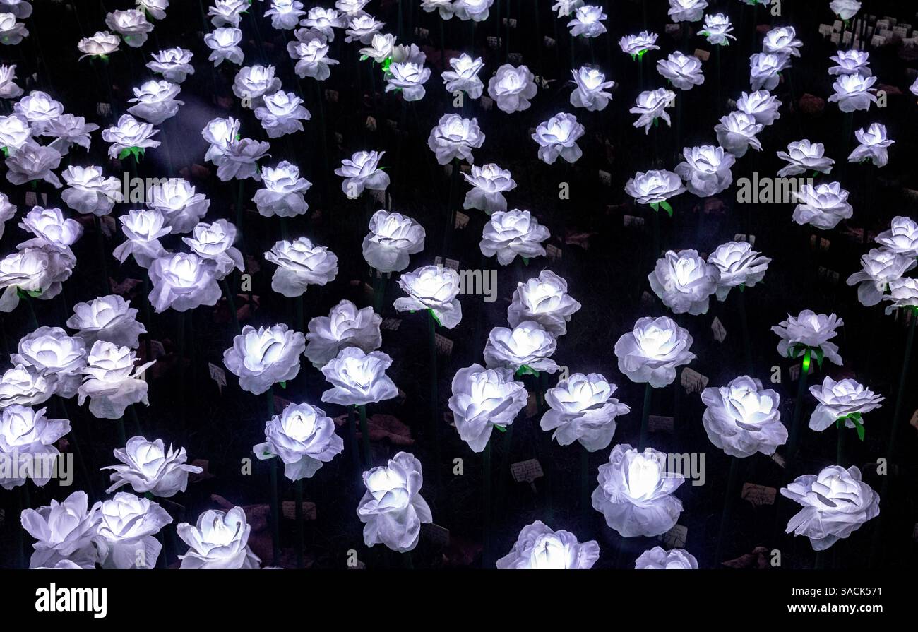 The Royal Marsden Ever After Garden in Grosvenor Square at Night London ...