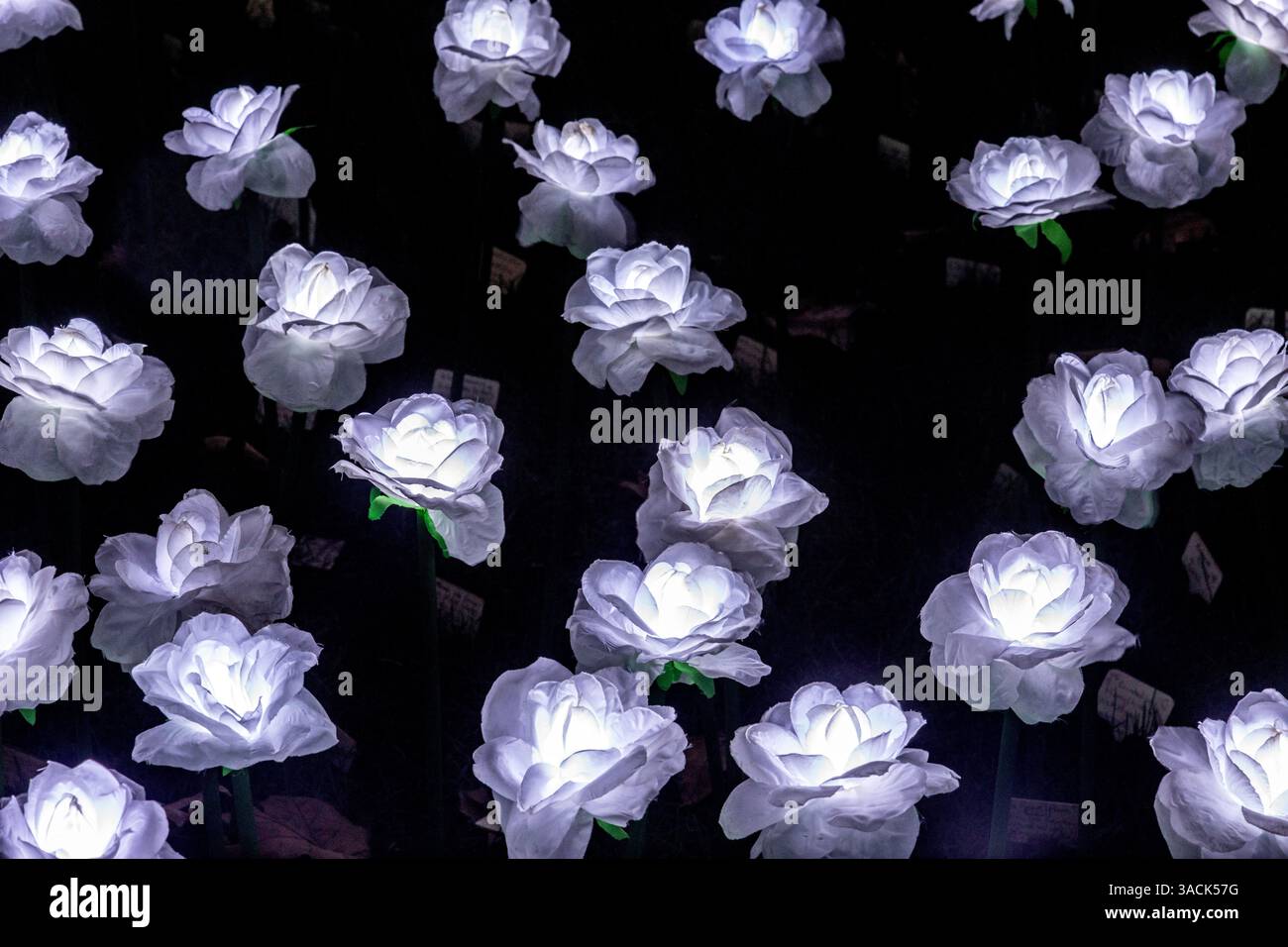 The Royal Marsden Ever After Garden in Grosvenor Square at Night London ...