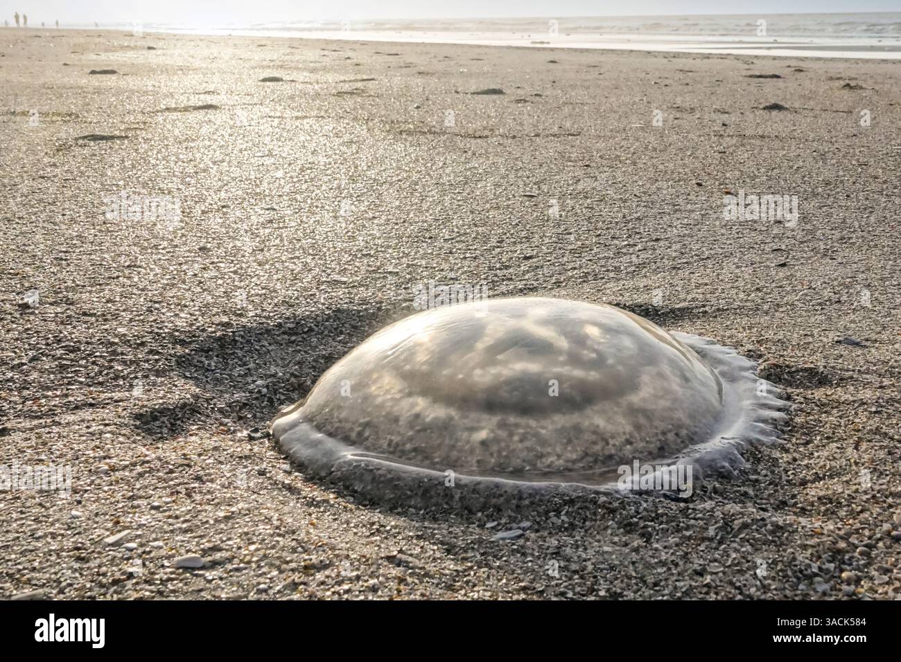 Isle Of Palms, United States. 04th Apr, 2025. A Cannonball Jellyfish ...