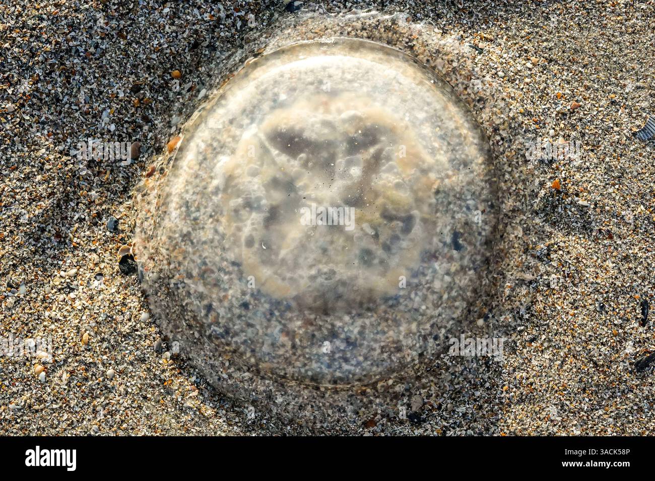 Isle Of Palms, United States. 04th Apr, 2025. A Cannonball Jellyfish ...