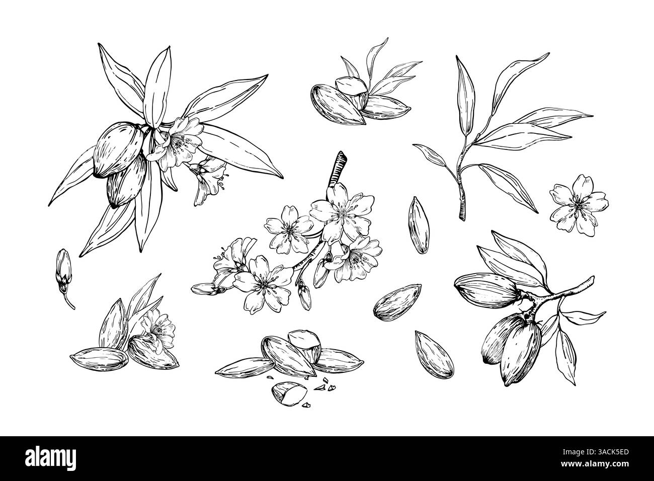 Almond set of vector illustrations hand drawn with ink Stock Vector ...