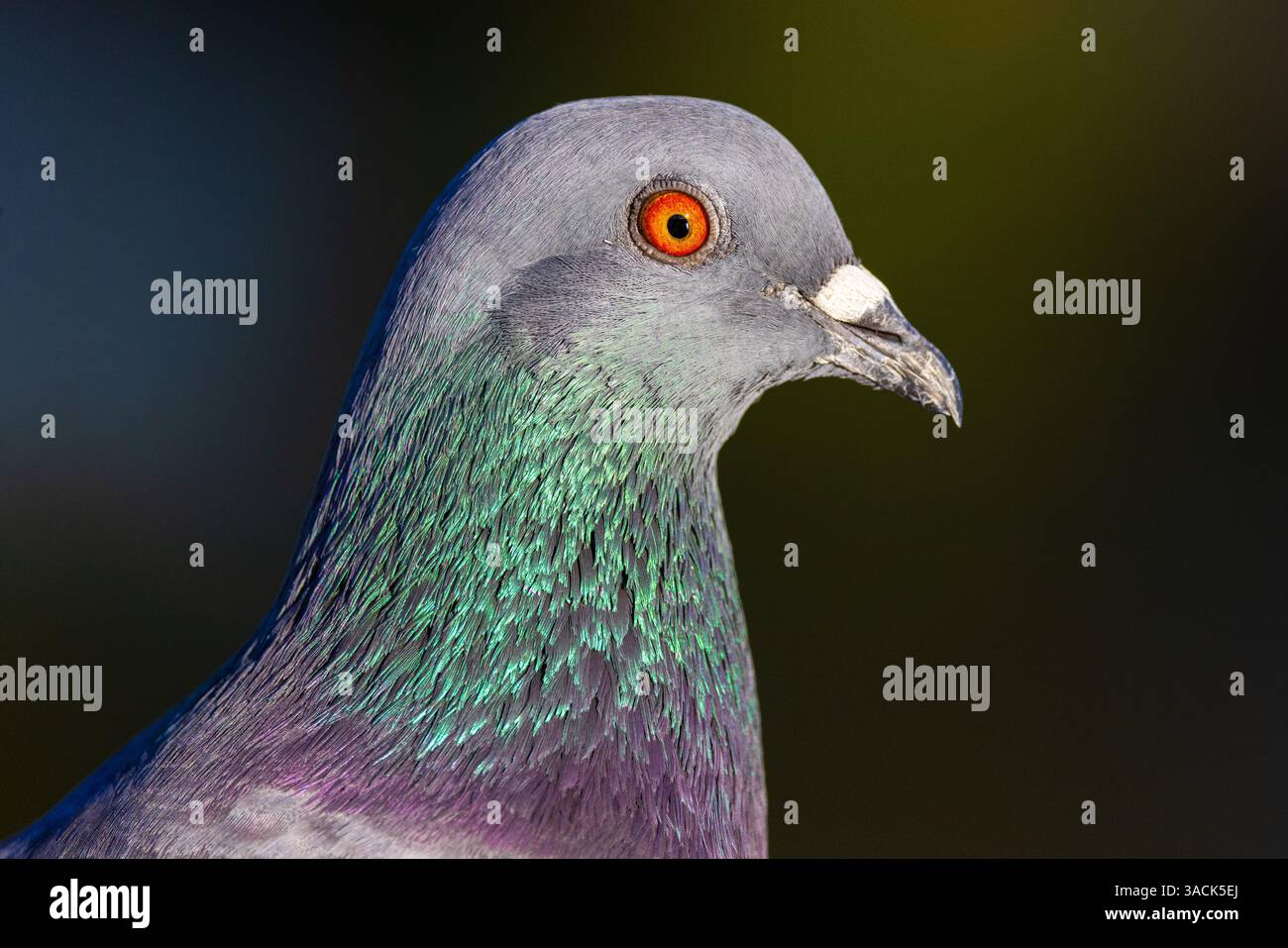 Male Pigeon showing iridescent colors Stock Photo - Alamy