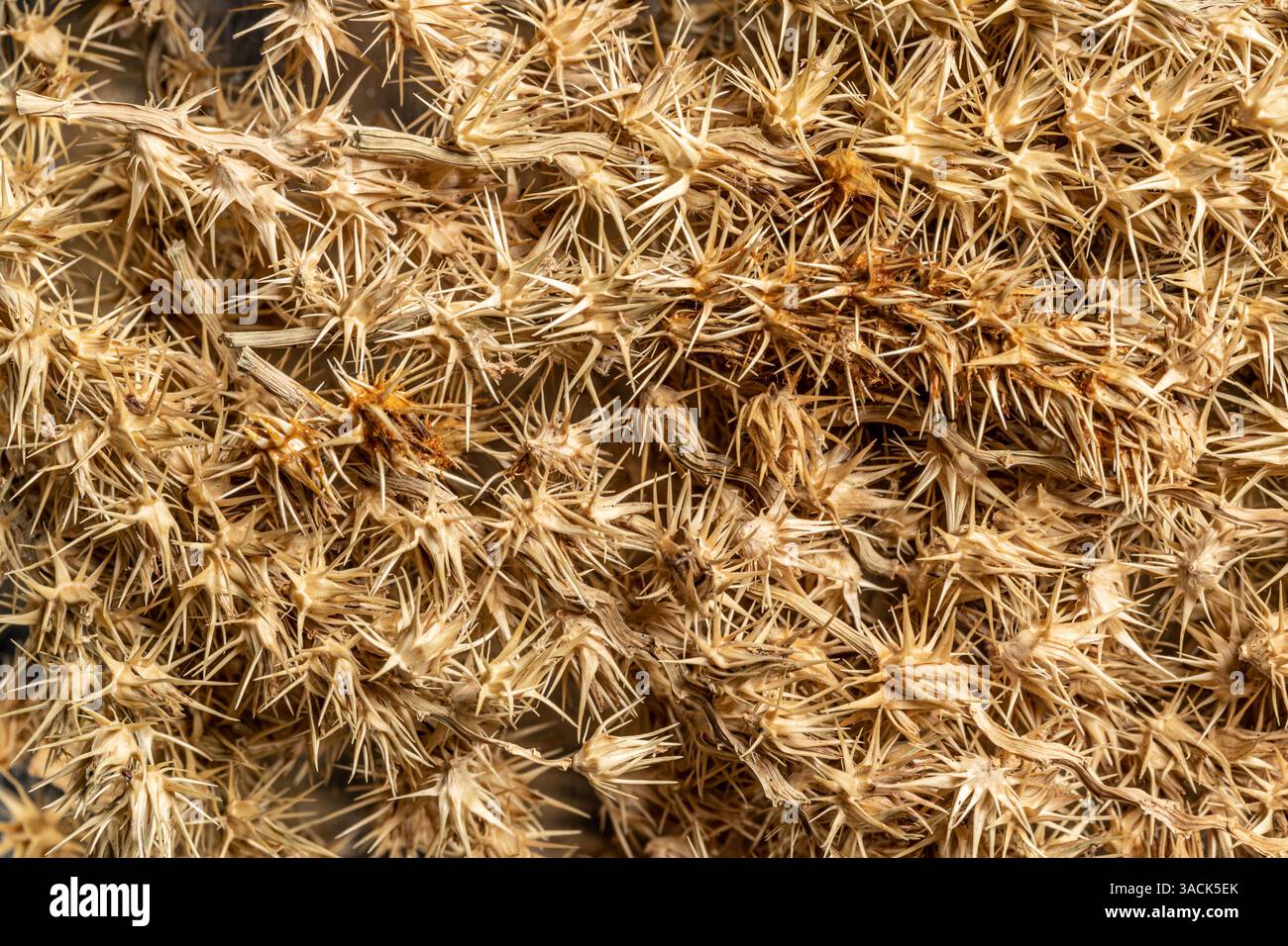 Sand Spur Spiked seeds background texture Stock Photo - Alamy