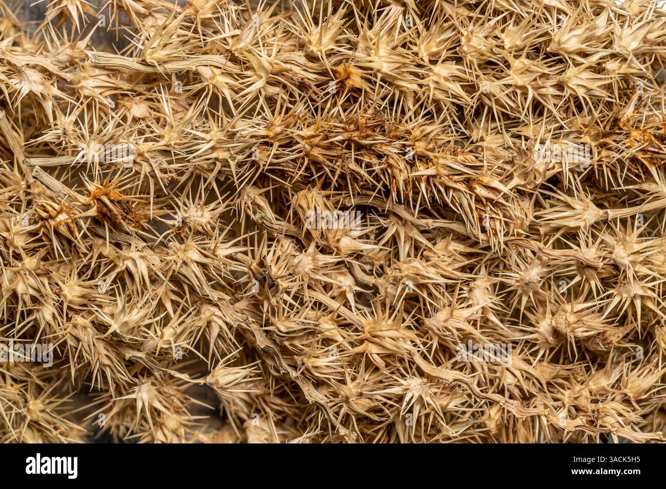Sand Spur Spiked seeds background texture Stock Photo - Alamy