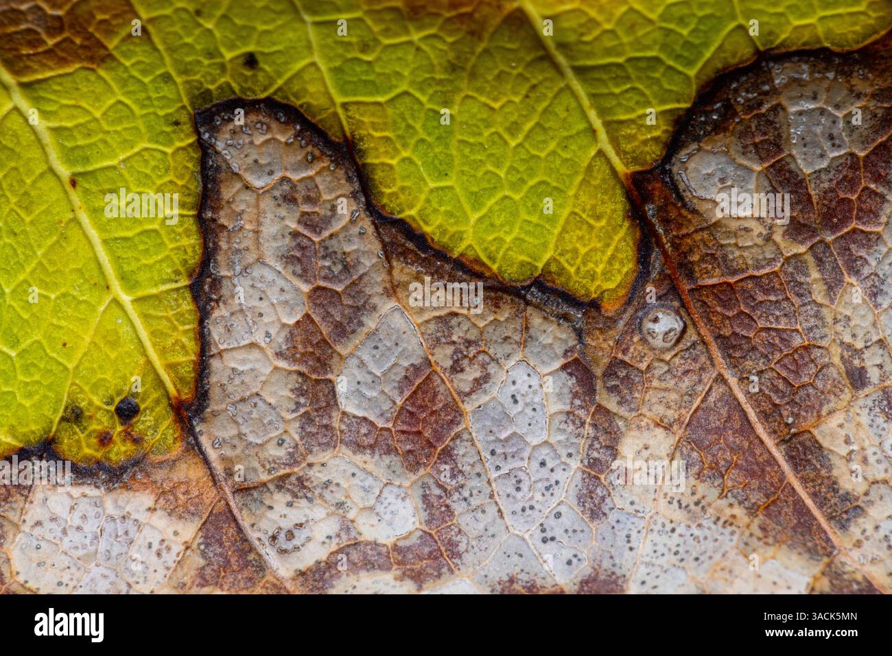 Leaf detailed in stages of decay Stock Photo - Alamy