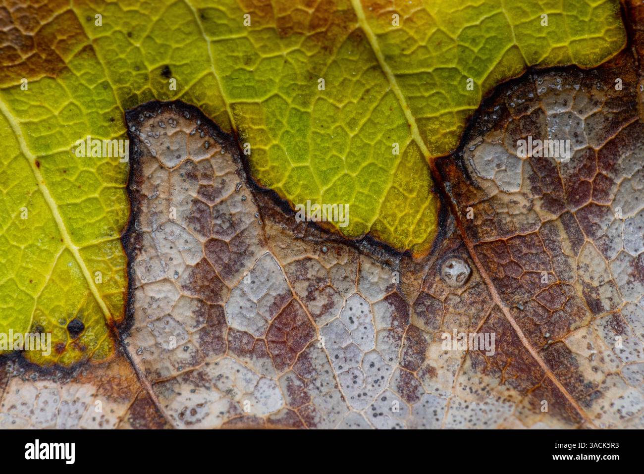 Leaf detailed in stages of decay Stock Photo - Alamy