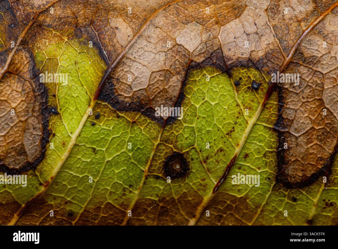 Leaf decay backdrop hi-res stock photography and images - Alamy