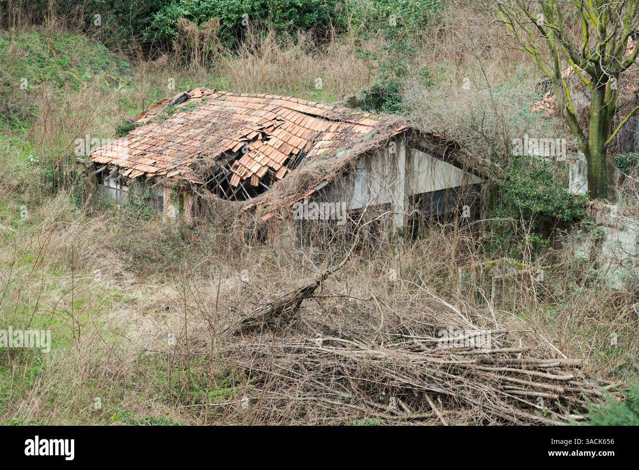abandoned house with a collapsed roof surrounded by overgrown ...