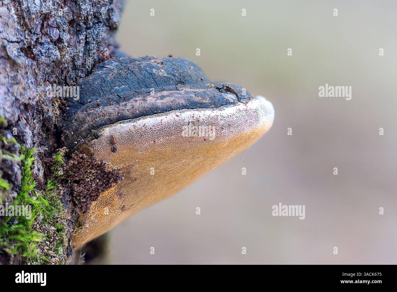 willow bracket over out of focus background, image taken in natural habitat (Phellinus igniarius ...