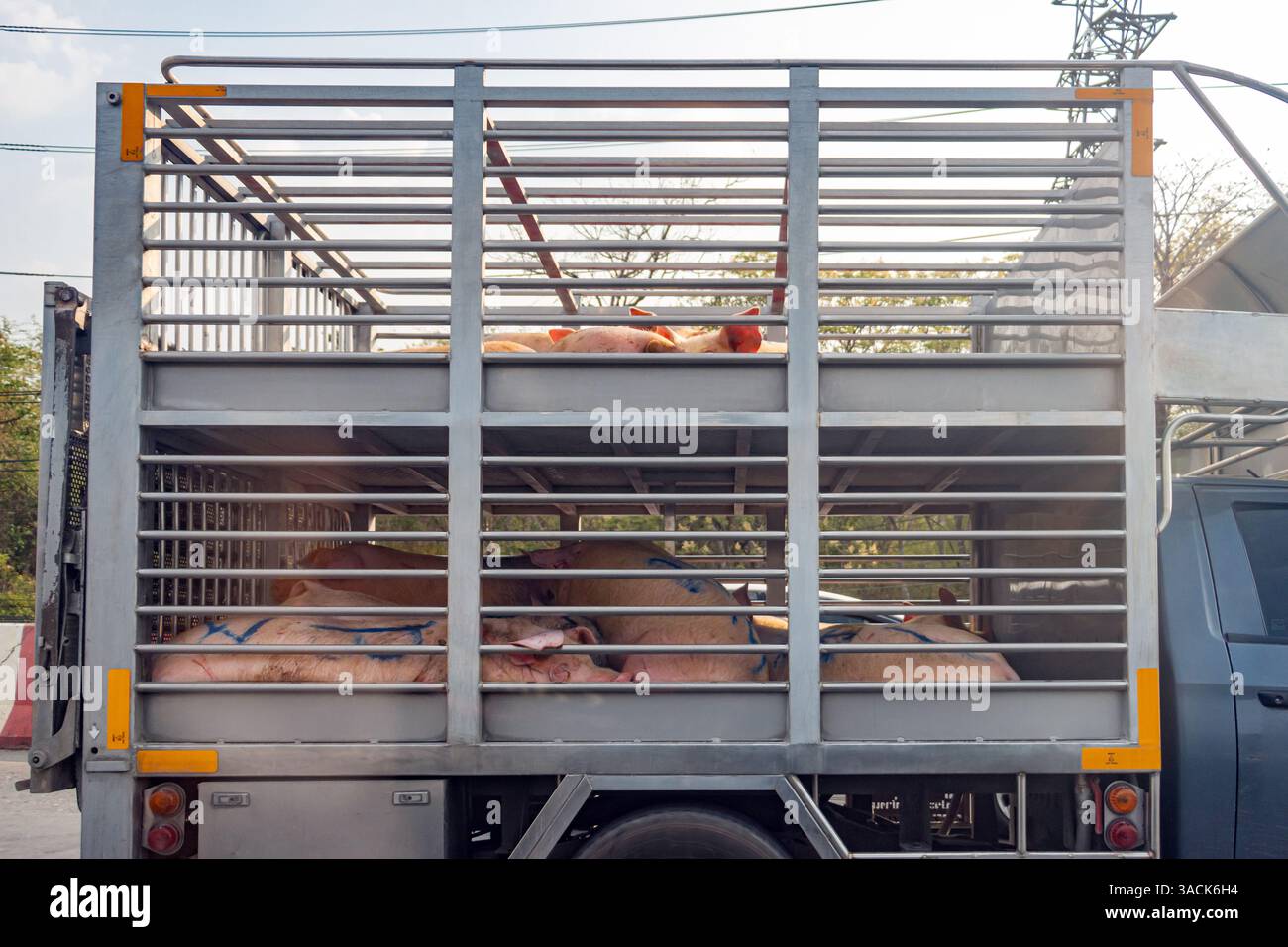 Transporting pigs on a truck bed Stock Photo - Alamy