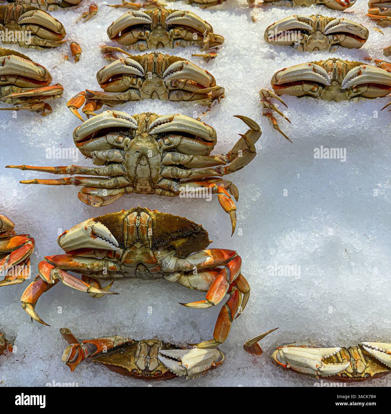 Whole dungeness crabs on bed of ice for sale at farmers market Stock ...