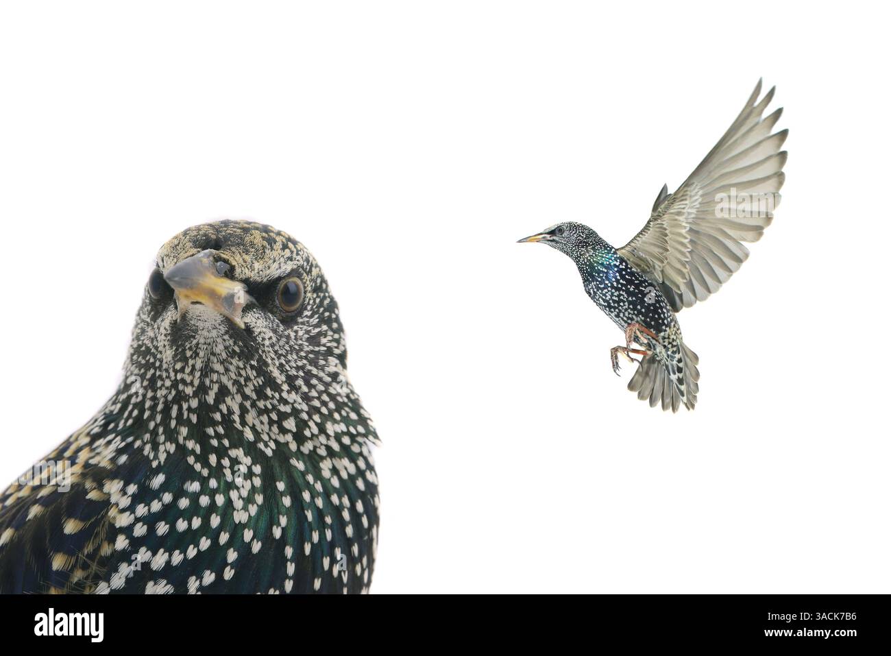 starling isolated on white background Stock Photo - Alamy