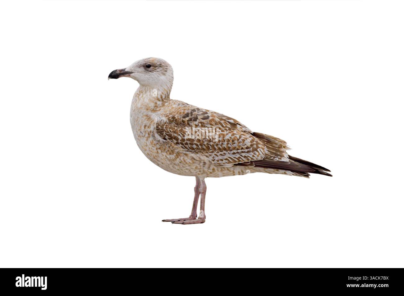 White gull Larus michahellis fuscus isolated on white background Stock ...