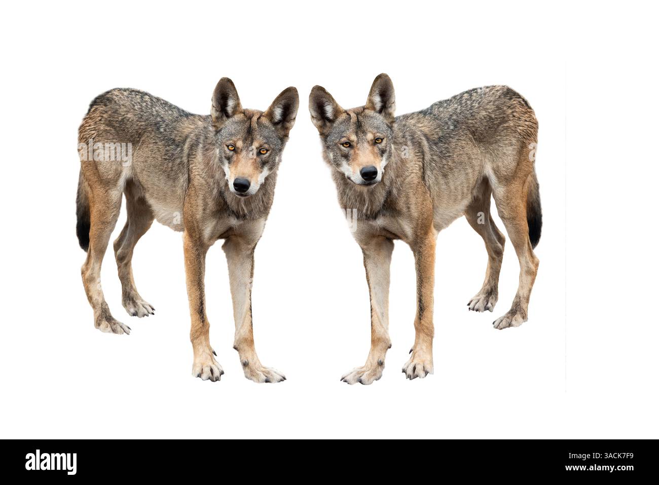 two wolf isolated on white background Stock Photo - Alamy