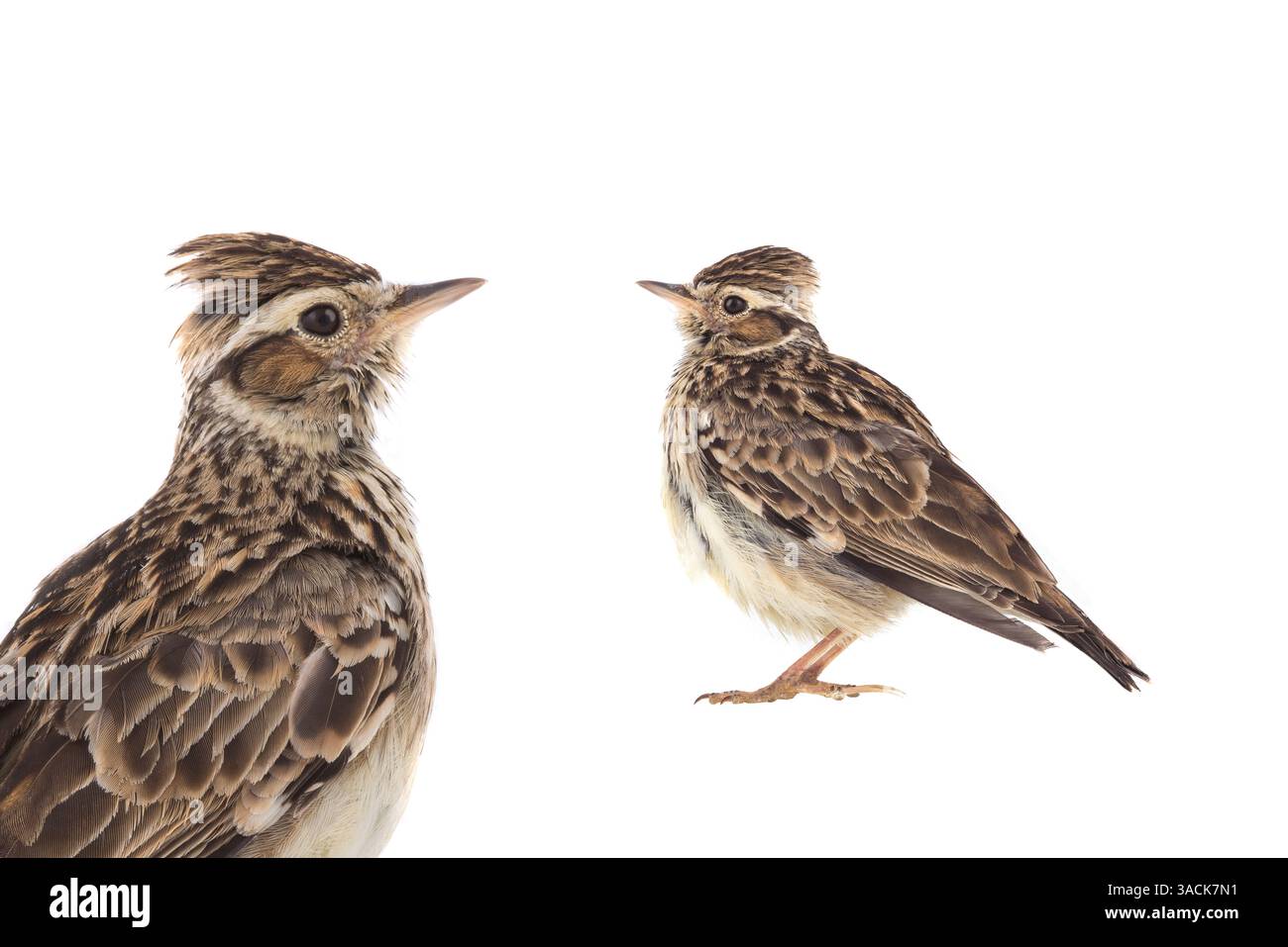Wood Lark isolated on a white background Stock Photo - Alamy