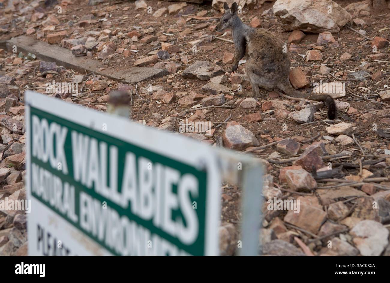 Nov 20, 2007 - Alice Springs, Northern Territory, Australia - Rock ...