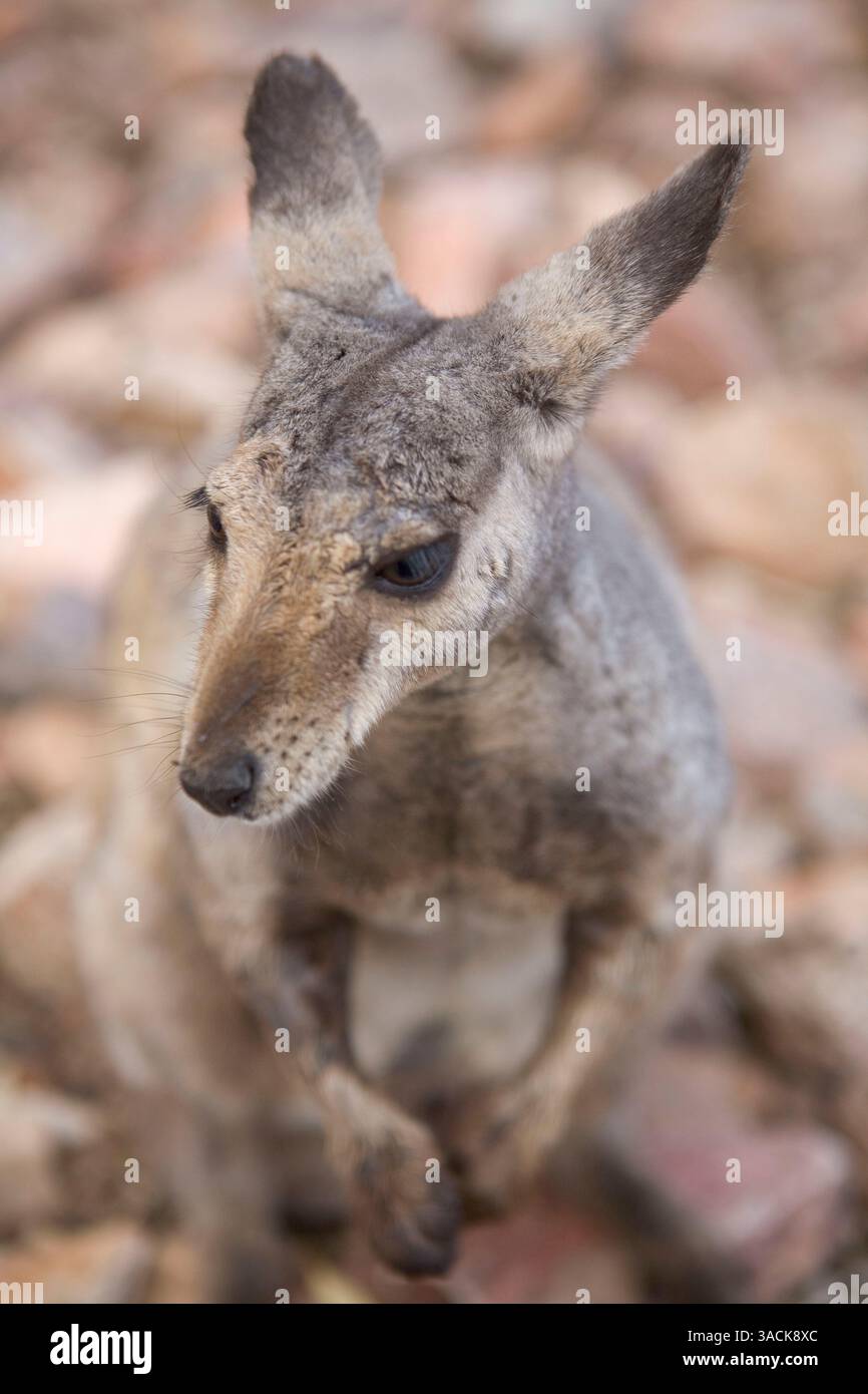 Nov 20, 2007 - Alice Springs, Northern Territory, Australia - Rock ...