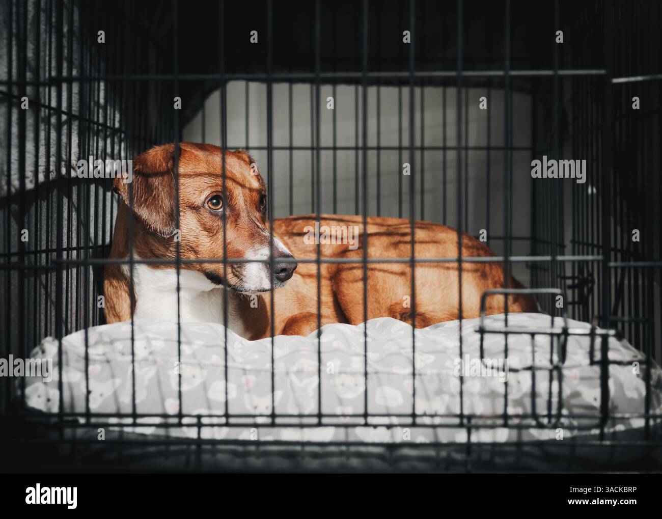 Dog inside crate with sad or scared body language. Full body of puppy ...