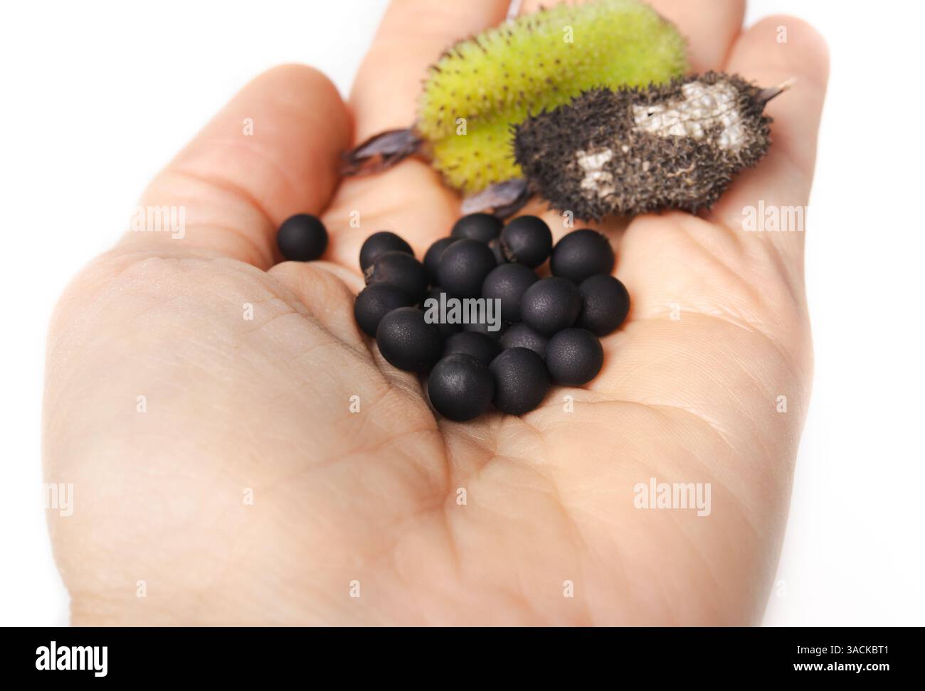 Canna lily seeds in hand of gardener. Green and dry seed pot stages ...
