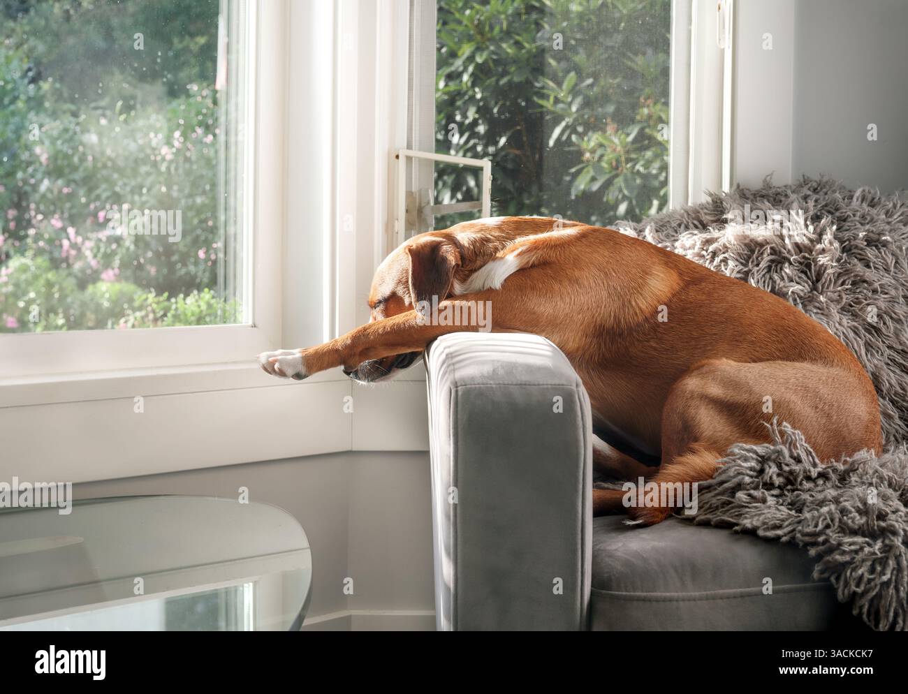 Relaxed dog sleeping in funny position on chair in front of window with ...