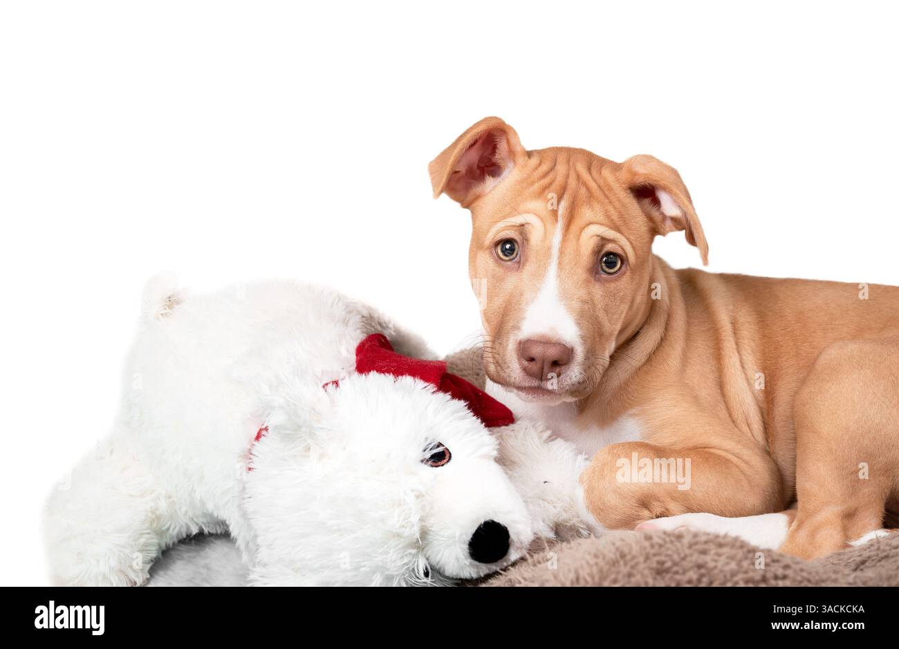 Isolated puppy dog with fluffy toy. Relaxed puppy lying with bear toy ...