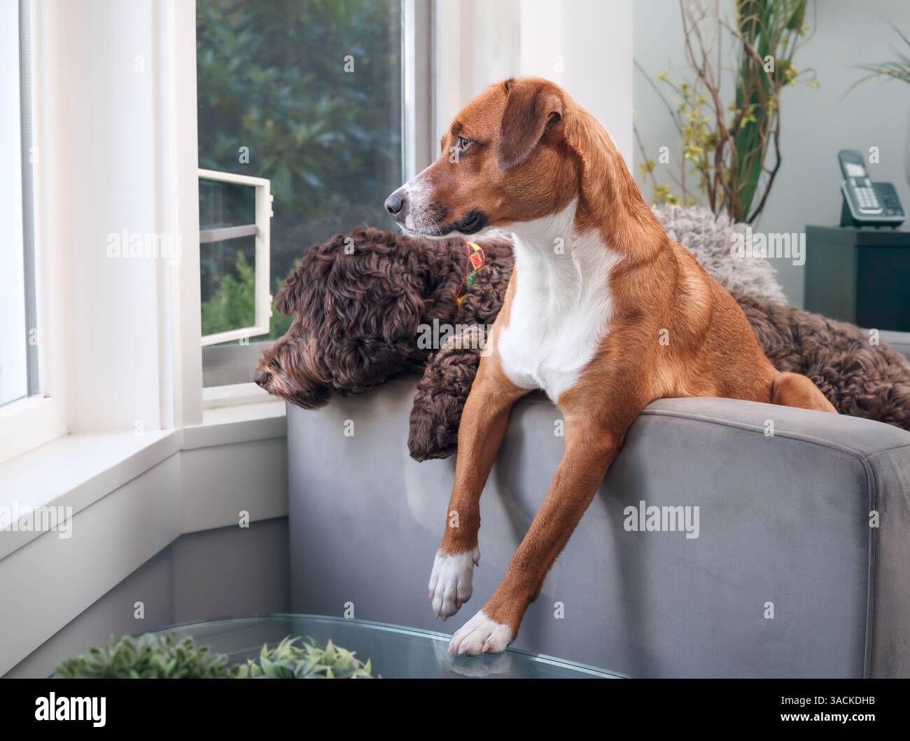 Two dogs on chair looking out of the window with intense body language ...