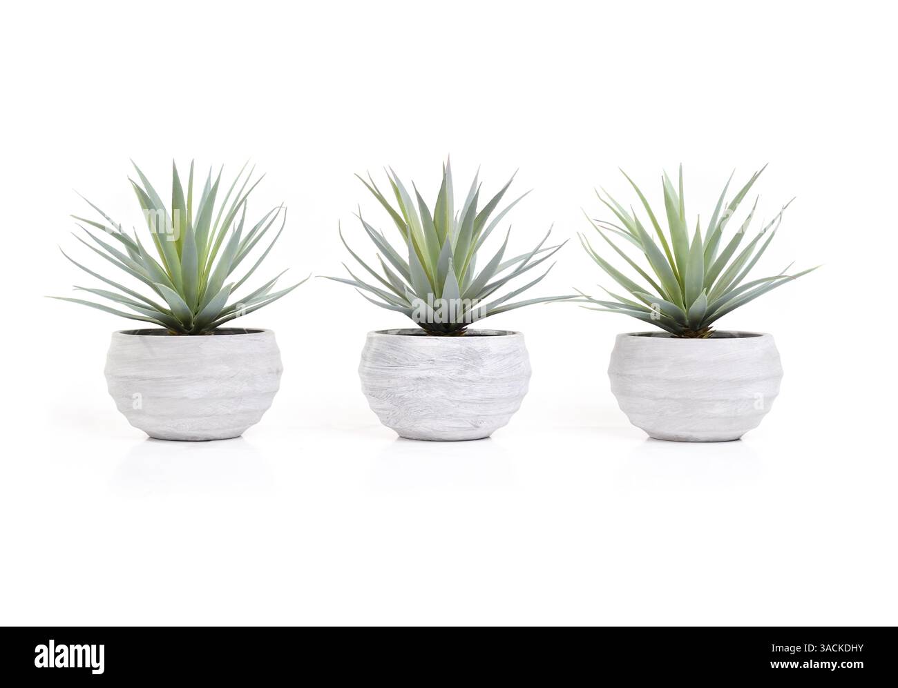 Stylish indoor plants Cut Out Stock Images & Pictures - Alamy