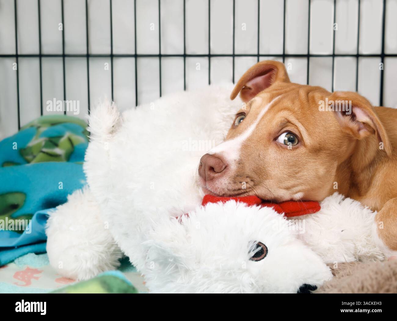 Puppy dog inside crate looking at camera. Cute puppy lying in kennel ...