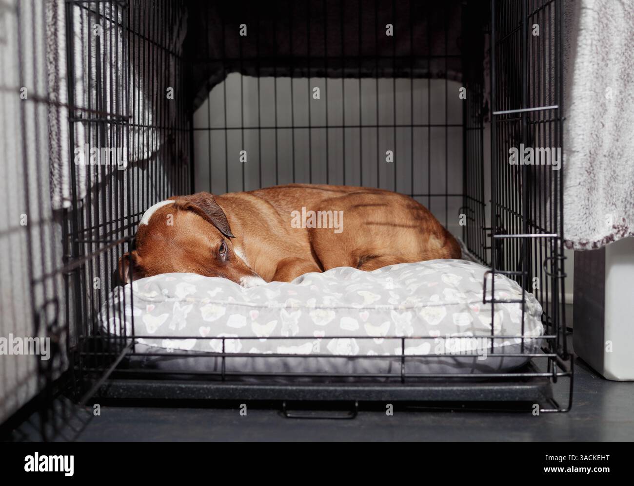 Dog inside crate with open door. Cute puppy dog lying in kennel curled ...