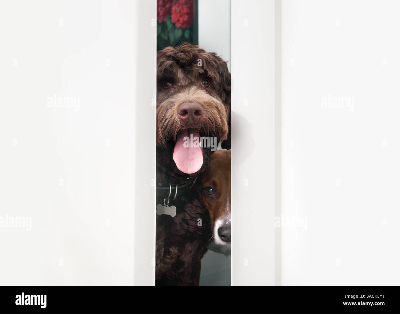 Two dogs looking through open door from bathroom. Cute bonded puppy dog ...