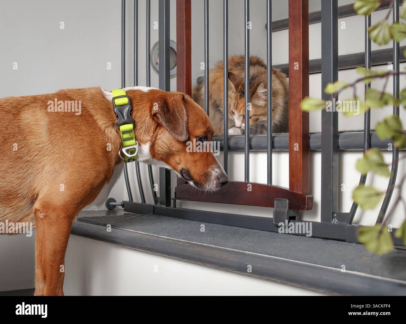 Dog and cat introduction with pet gate barrier. Face to face meeting of ...