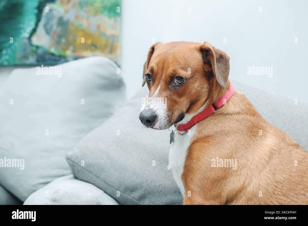 Dog with guilty or sad body language on sofa with messed pillows. Cute ...