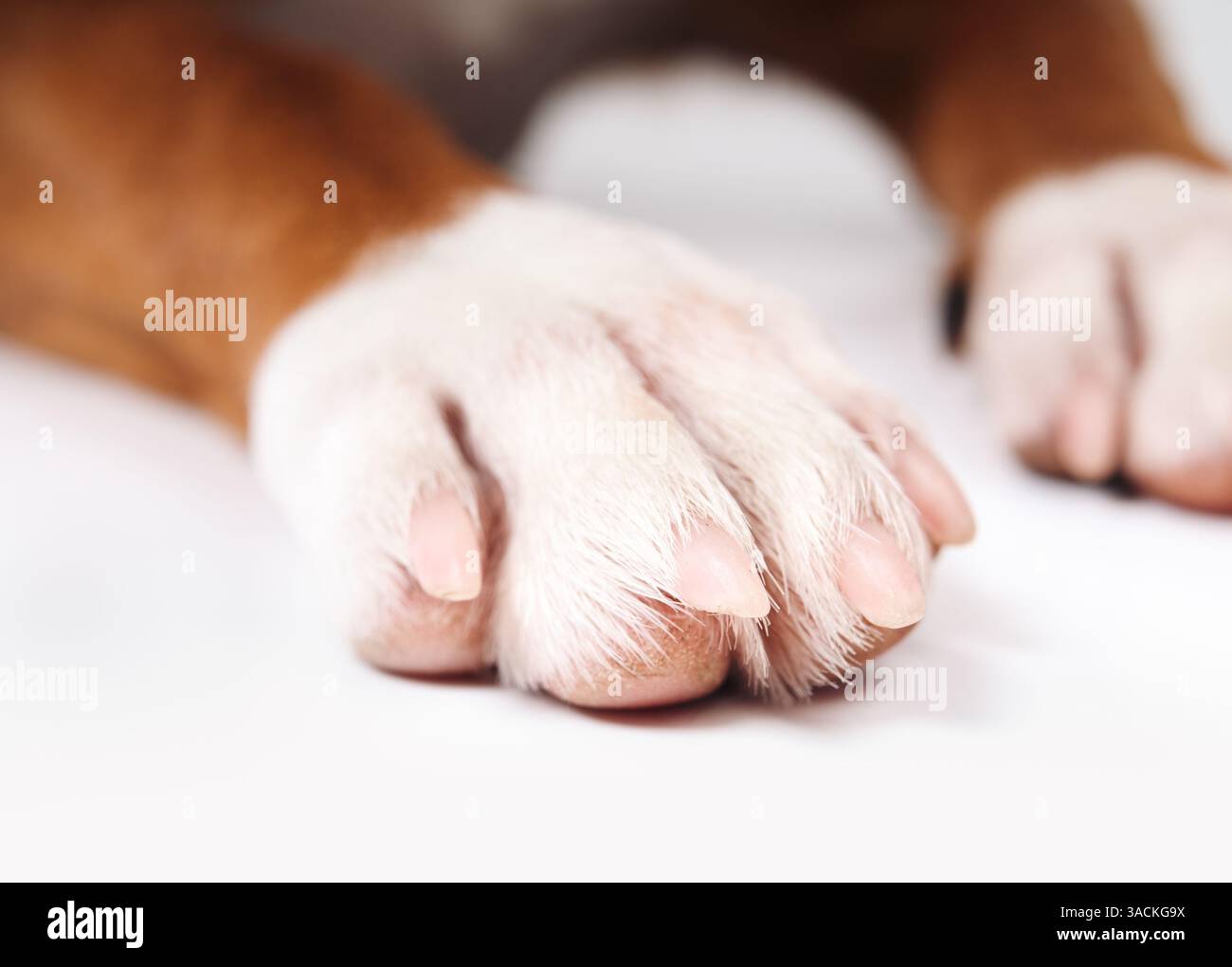 White dog paw with pink claw. Close up of puppy dog front leg. Concept ...