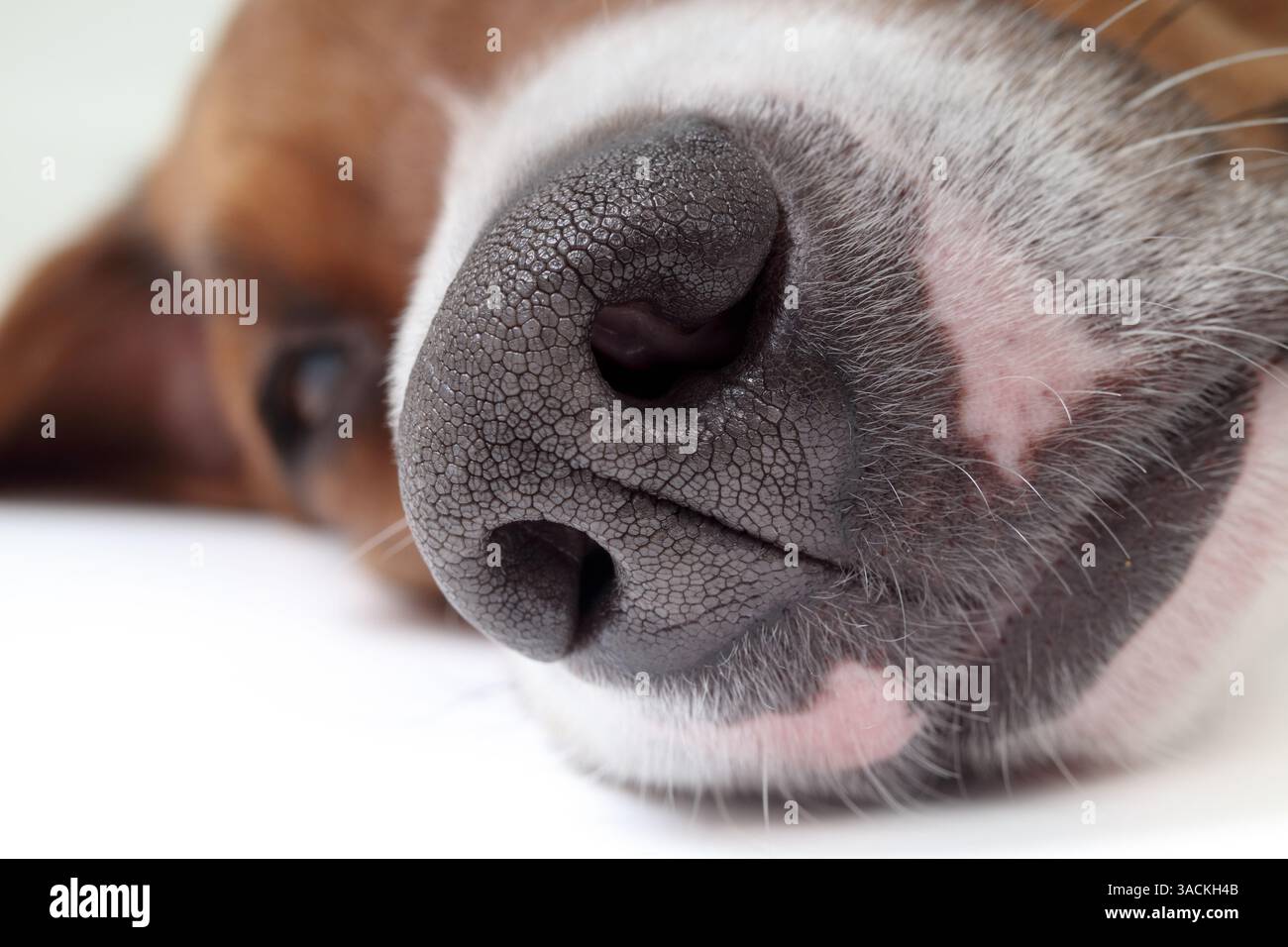 Nose nostrils face hi-res stock photography and images - Alamy