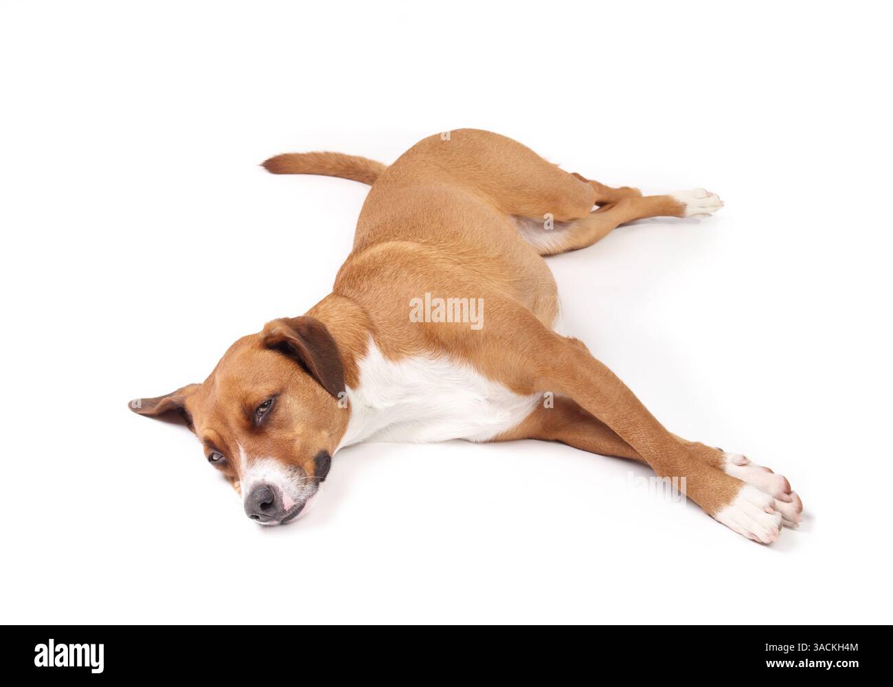 Happy dog lying stretched out. Relaxed cute puppy dog with stretched ...
