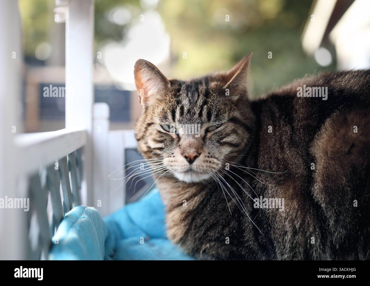 Tabby cat in cathouse hi-res stock photography and images - Alamy