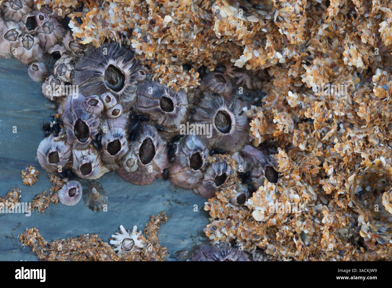 Macro image of barnacles and honeycomb reef worms at Tregardock Beach ...